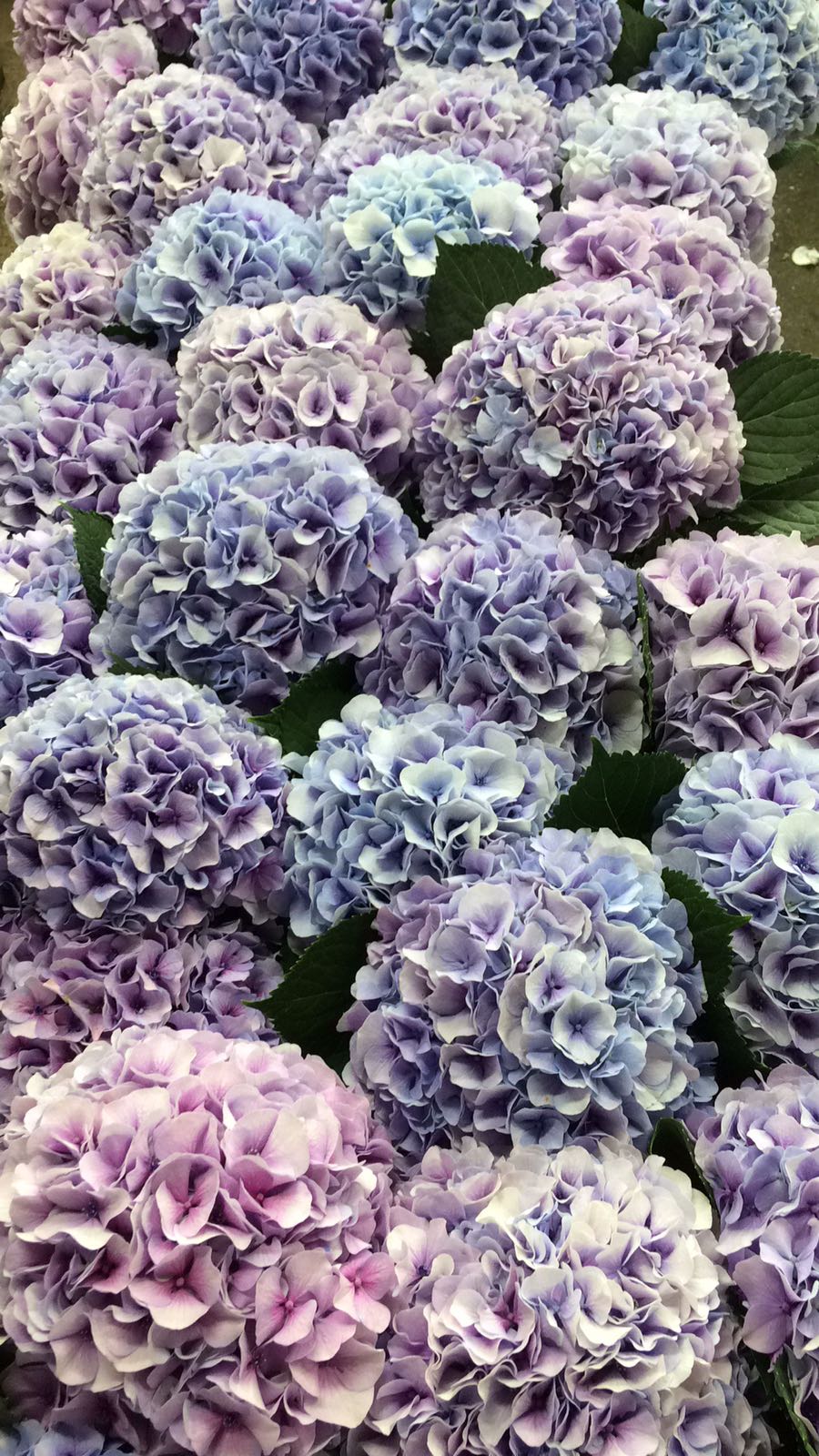 Rob van Mastwijk Snijhortensia – Hydrangea Schneeball (Sneeuwbal ...